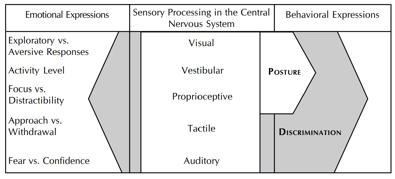 Gifted Asynchronous Development and Sensory Integration - Davidson ...